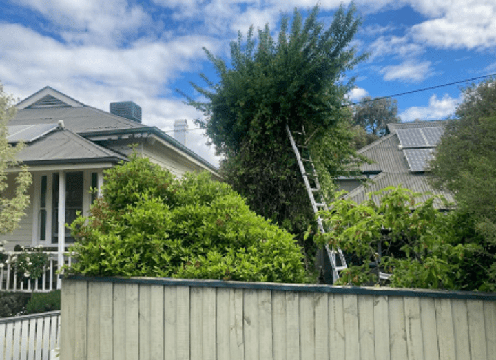 Electrical - Cut branch falls onto LV conductors | Energy Safe Victoria