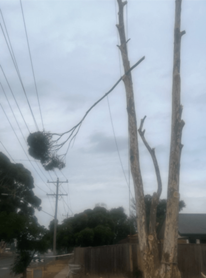 Cut branch falls onto LV conductors | Energy Safe Victoria